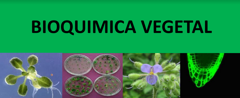 Curso de posgrado Bioquímica Vegetal | Sociedad de Bioquímica y ... Curso de posgrado Bioquímica Vegetal | Sociedad de Bioquímica y ...