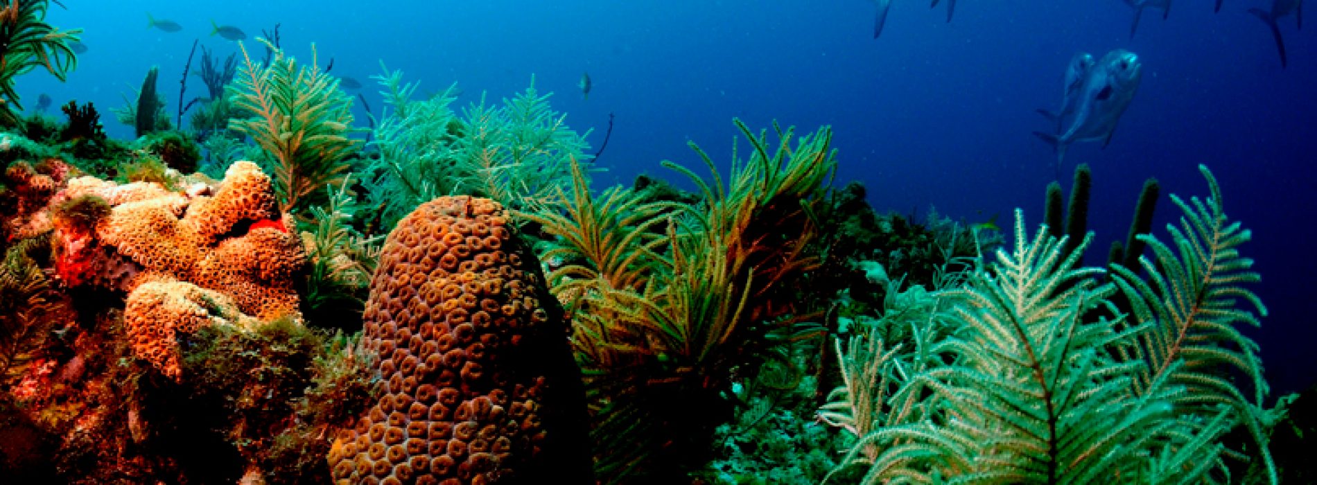 Seminario “Coral reef fish larval recruitment to reefs is a thyroid ...