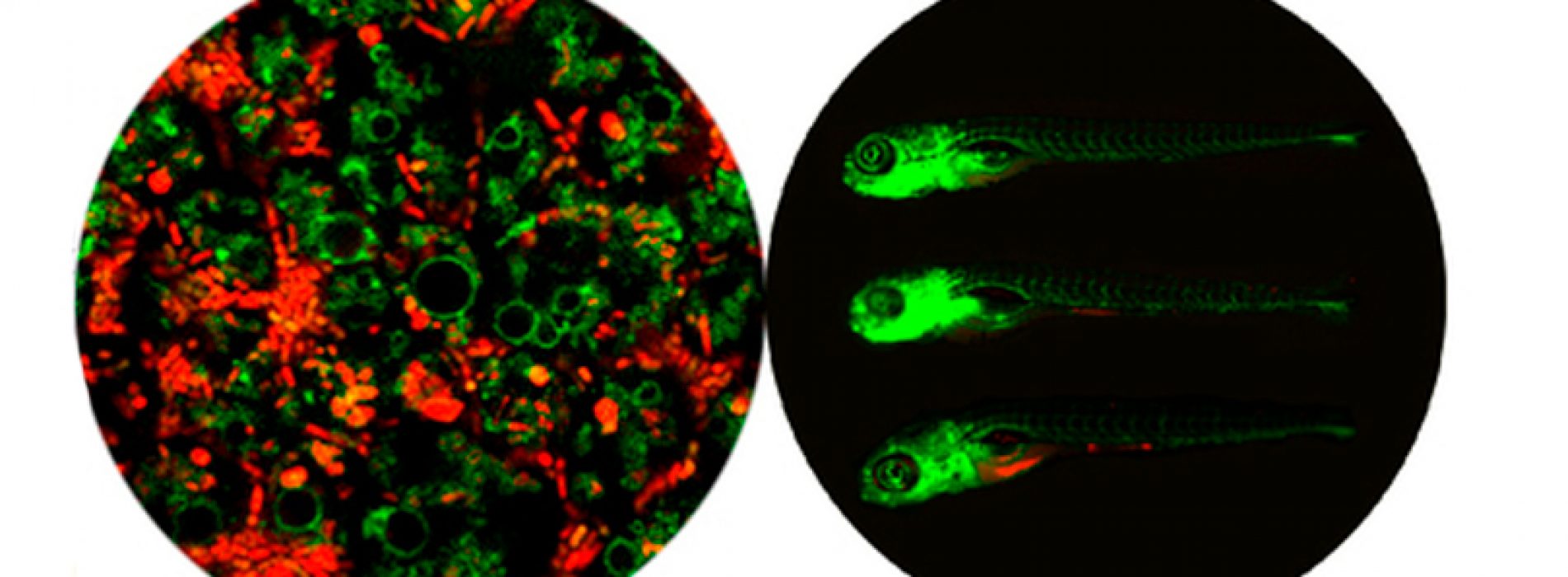 Patogénesis y Genómica de Bacterias (Bacterial Pathogenomics ...