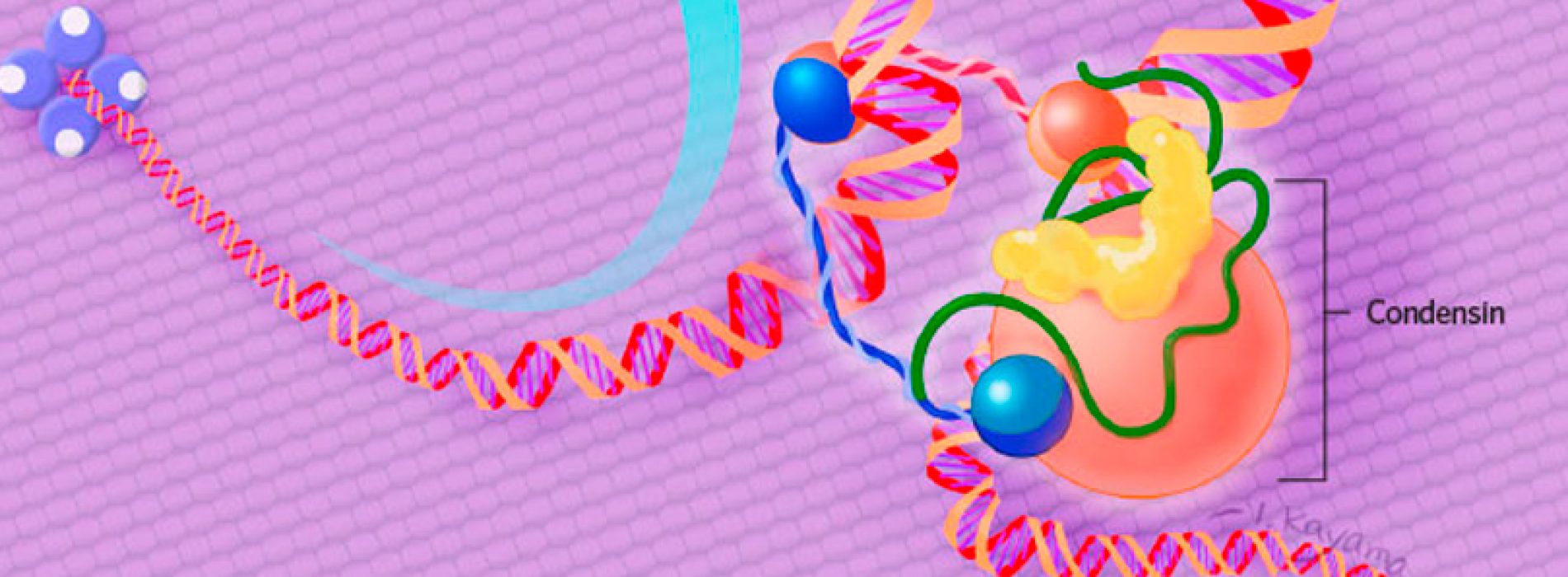 Condensin Folds DNA Through Loop Extrusion | Sociedad de Bioquímica y ...
