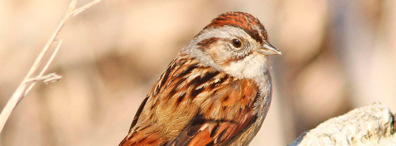 Descubren una especie de gorrión que ha traspasado las mismas canciones ...