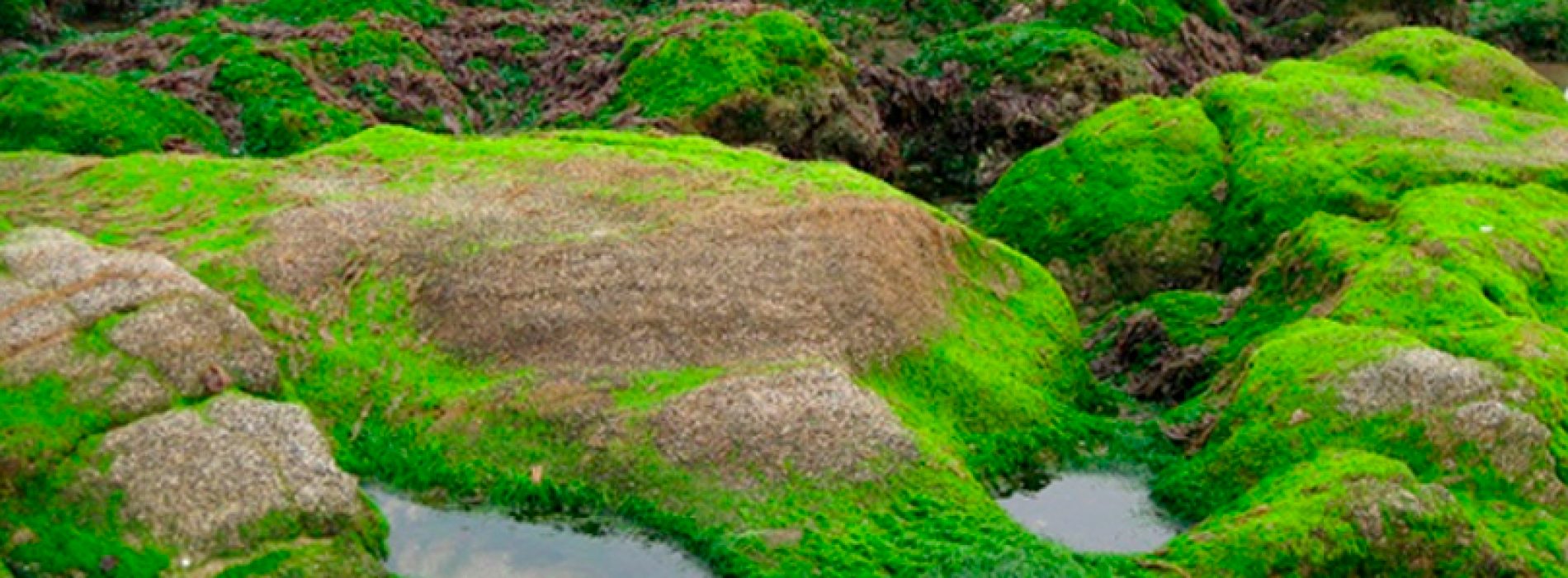 El alga marina Ulva compressa y sus características de animal y vegetal ...