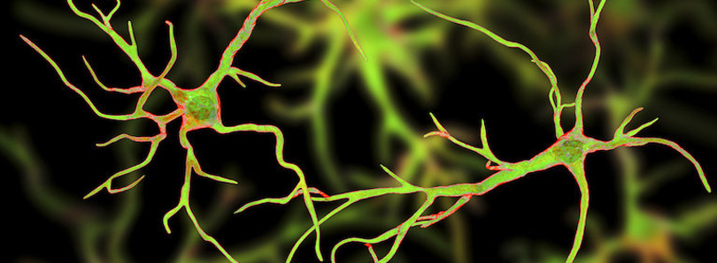 Genes Zombies? Estudio demuestra que la expresión de algunos genes ...